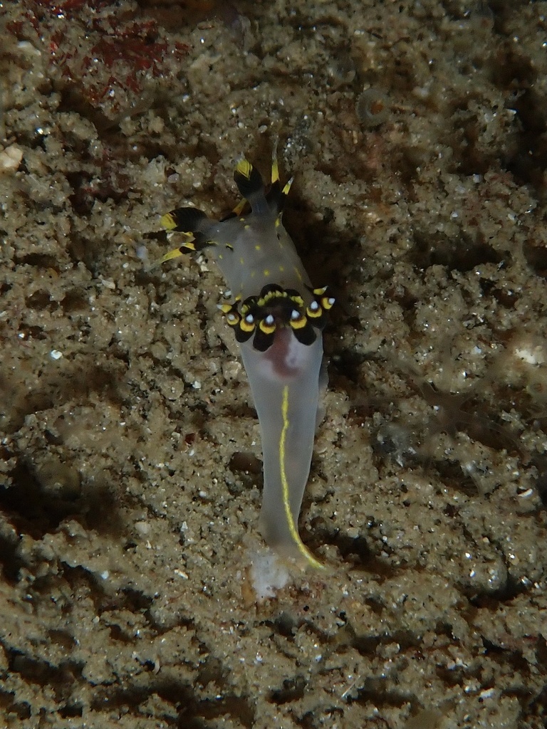 Three-color Polycera from North Pacific Ocean, CA, US on October 9 ...