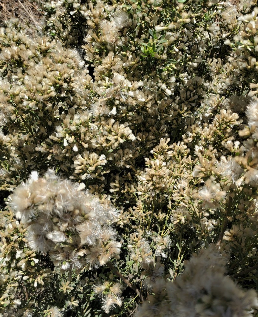 coyote brush from Monterey County, CA, USA on October 12, 2020 at 03:08 ...