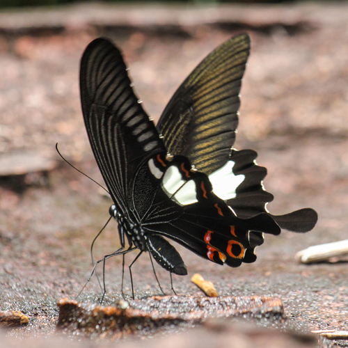 Oriental Red Helen (Subspecies Papilio helenus helenus) · iNaturalist ...