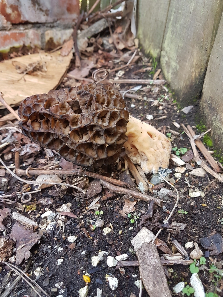 Landscaping Black Morel in October 2020 by Astrid · iNaturalist