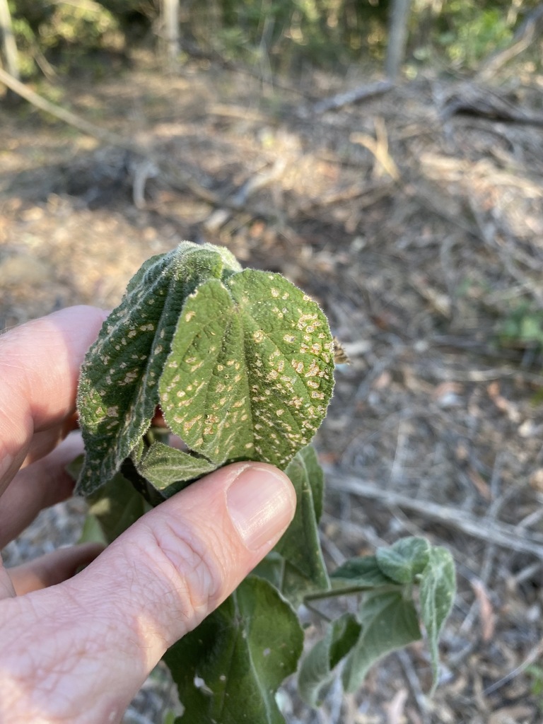 straggly lantern-bush from Ipswich - South-West, Queensland, Australia ...