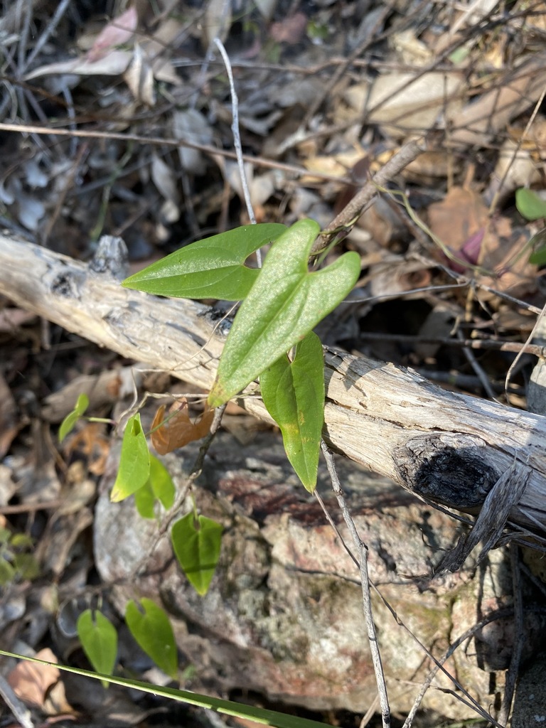 Common Yam Vine from Ipswich - South-West, Queensland, Australia on October 15, 2020 at 03:59 PM ...
