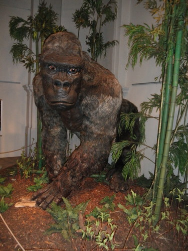 Cranio Di Gigantopithecus Blacki Gigantopithecus | Size, Fossils,