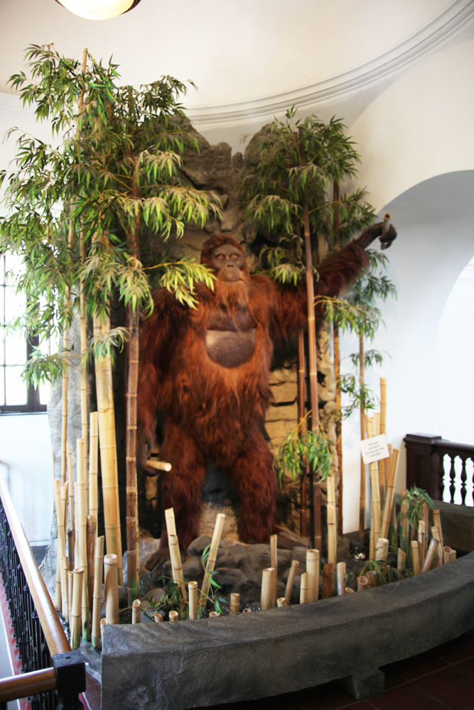 (Gigantopithecus blacki) - Know Your Mammals