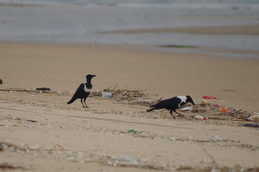 Collared Crow in January 2018 by rhinolin · iNaturalist