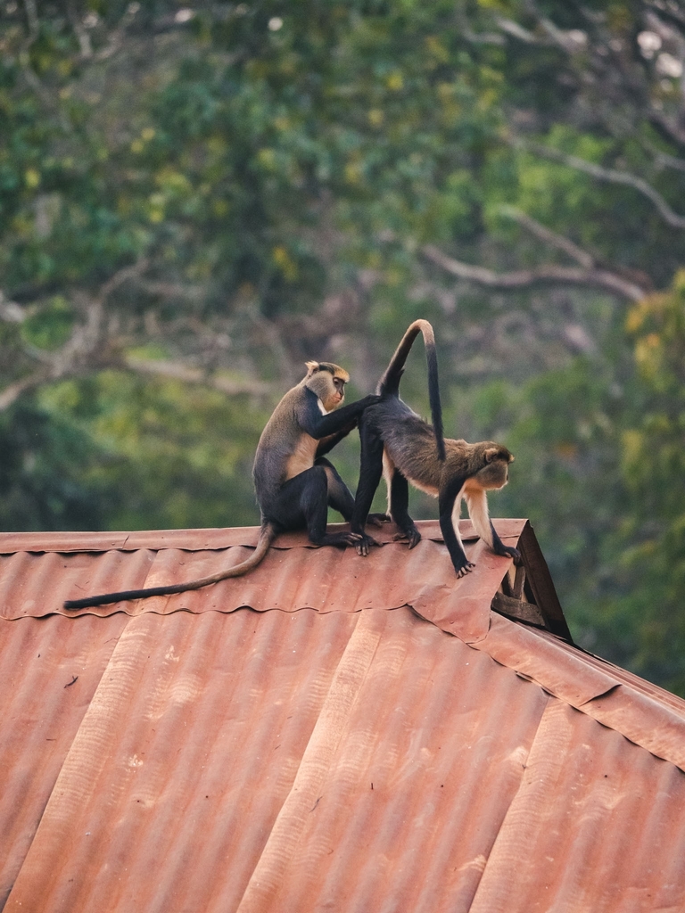 Lowe's Monkey from Nkoranza, Ghana on December 20, 2019 at 06:53 AM by ...