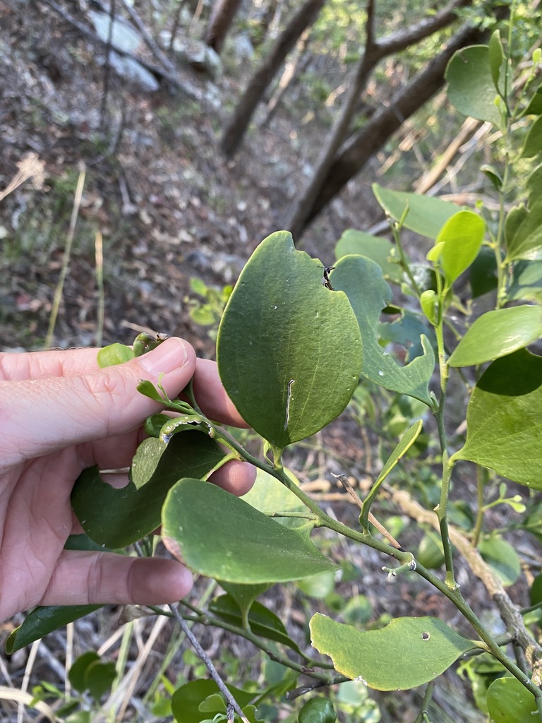 Broad Leaved Native Cherry from Undullah QLD 4285, Australia on October ...