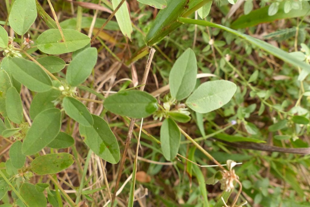 Prairie Tea (Croton monanthogynus) - Botanical Realm