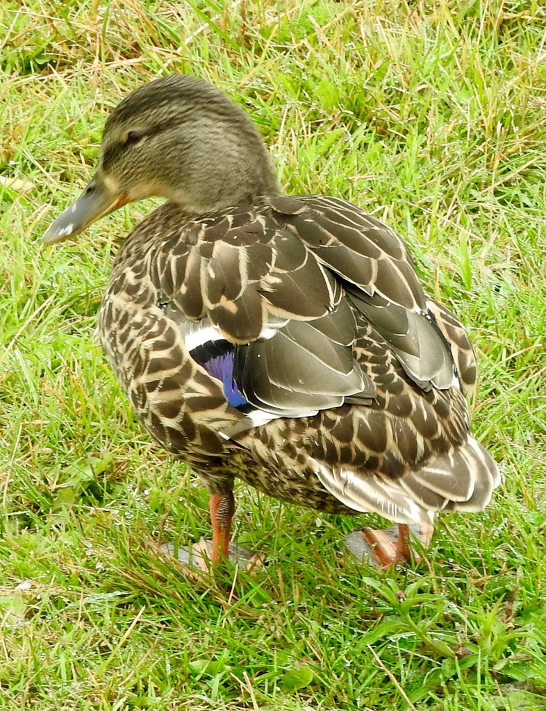 Mallard from Division No. 1, CA-NF, CA on August 26, 2017 at 06:49 PM ...