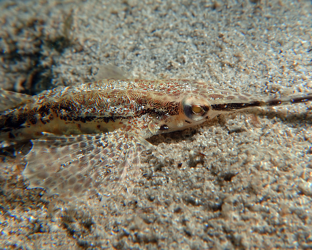 Slender Seamoth (Pegasus volitans) - Marine Life Identification