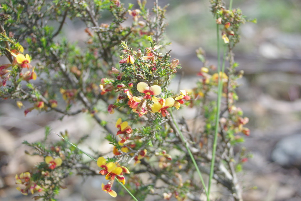 small-leaf parrot-pea from Stanley VIC 3747, Australia on October 13 ...