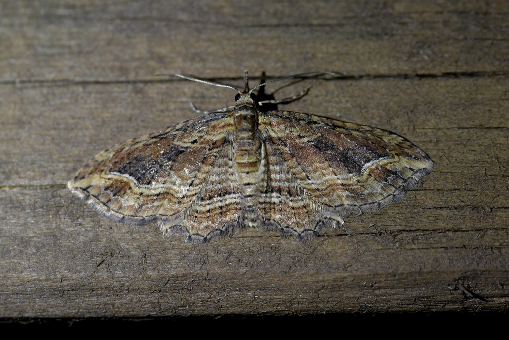 Australian Pug Moth from Avalon, Lower Hutt 5011, New Zealand on ...