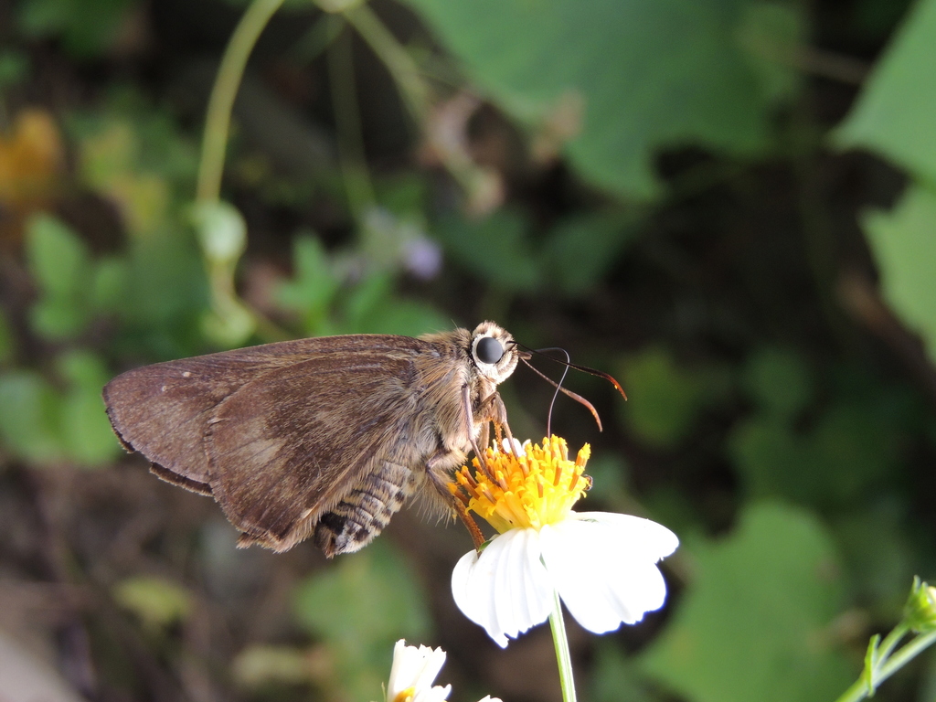 Brown Awl (Field Guide To Butterflies (Lepidoptera: Papilionoidea) Of ...