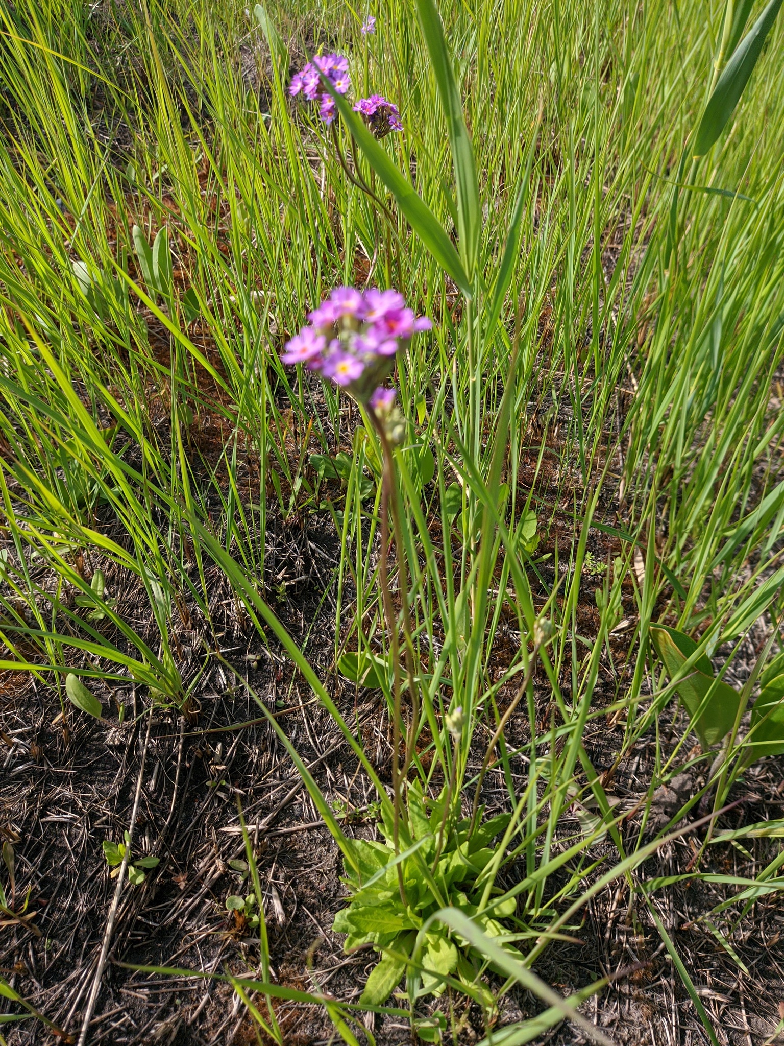 Primula longiscapa Ledeb.