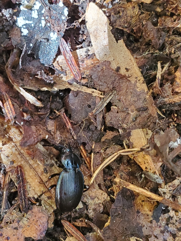 Small Snail-eating Ground Beetle from 20, Lewistown, MD, USA on October ...