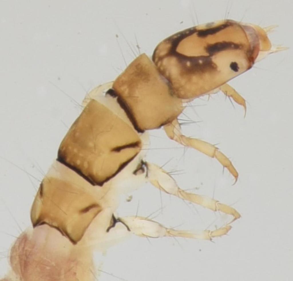 Ecnomus from Wakkerstroom, 2480, South Africa on October 16, 2020 at 12 ...