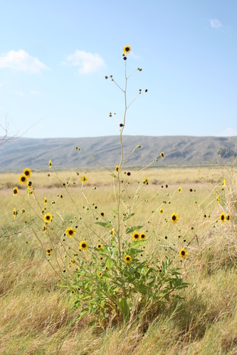 Subspecies Helianthus paradoxus cuatrocienegensis · iNaturalist