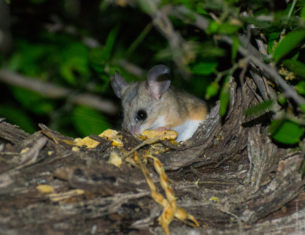 Cactus Mouse (Peromyscus eremicus) - Know Your Mammals