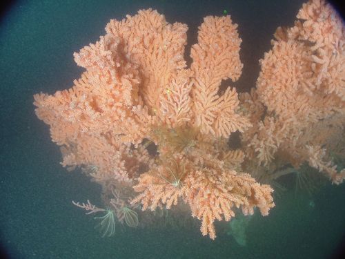 Pacific red tree coral (RCA monitoring annotation species ID guide ...