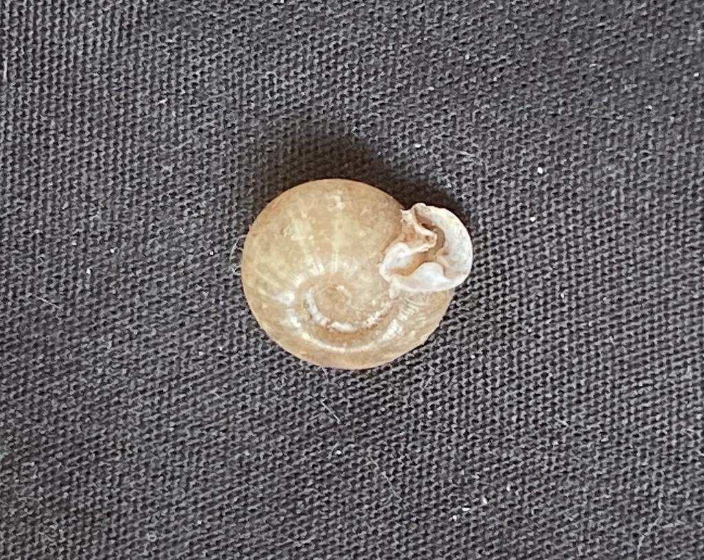 Rockpile Liptooth from Mon Louis Island, Coden, AL, US on October 16 ...