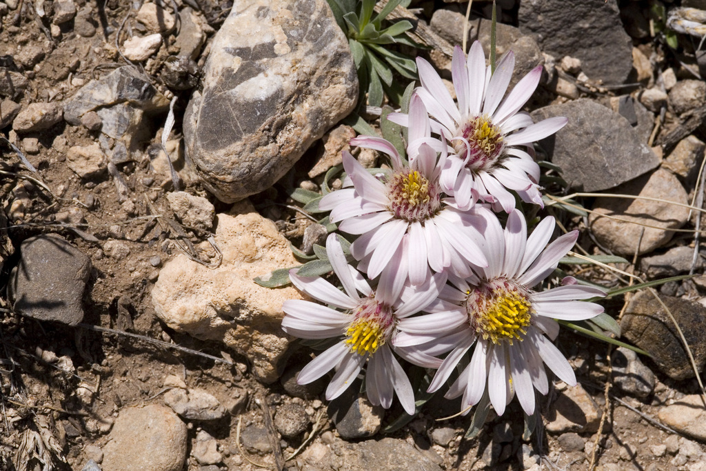 Iȟ’éȟ’e Čhaŋȟlóǧaŋ (Rock Hollow-stalk), or Easter Daisy (Flora and ...