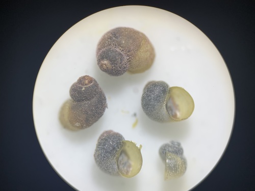 Sterile Basin Pyrg (Pyrgulopsis sterilis) · iNaturalist