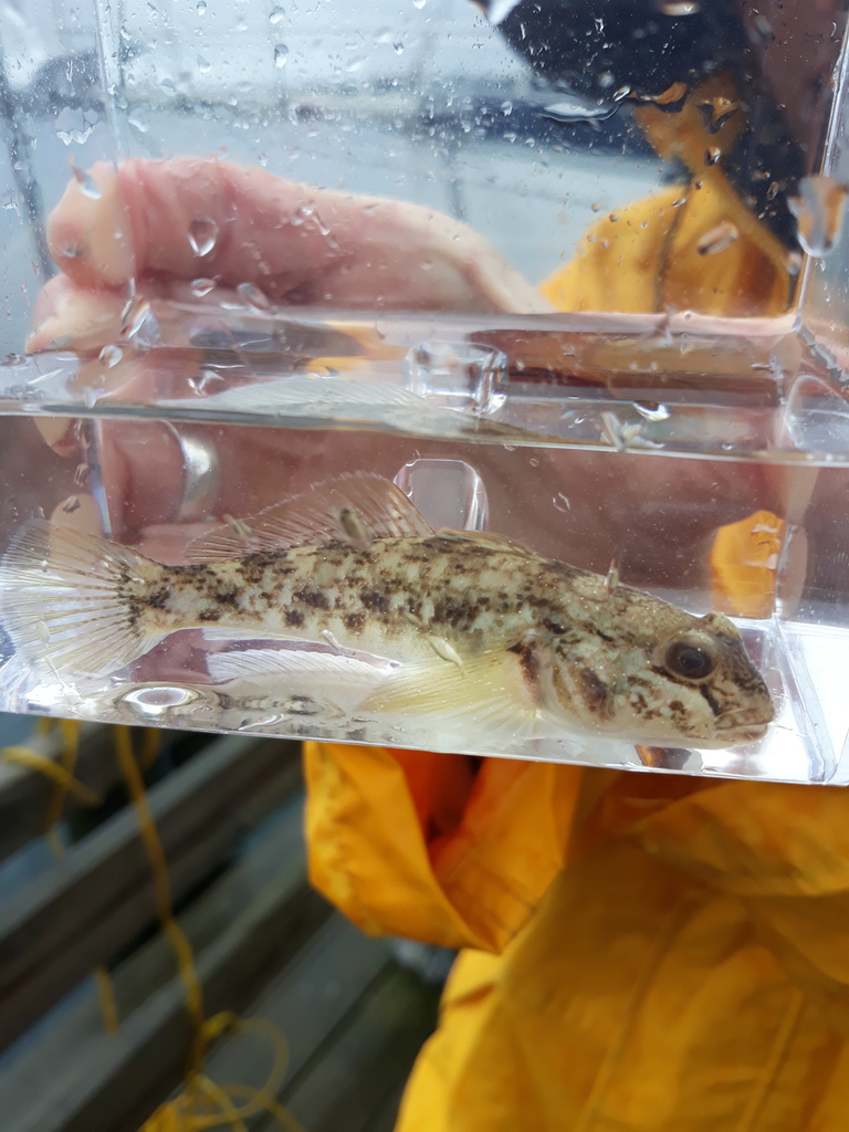 Round Goby from Leelanau County, MI, USA on June 23, 2020 at 05:41 PM ...