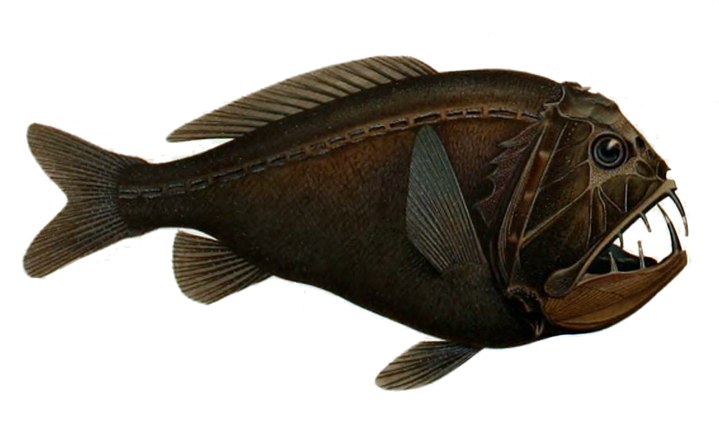 Fangtooth (Anoplogaster cornuta) - Marine Life Identification