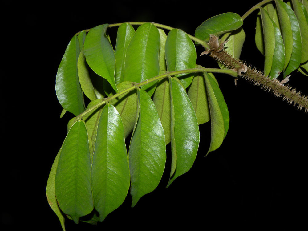 Machaeriums (Machaerium) - Botanical Realm