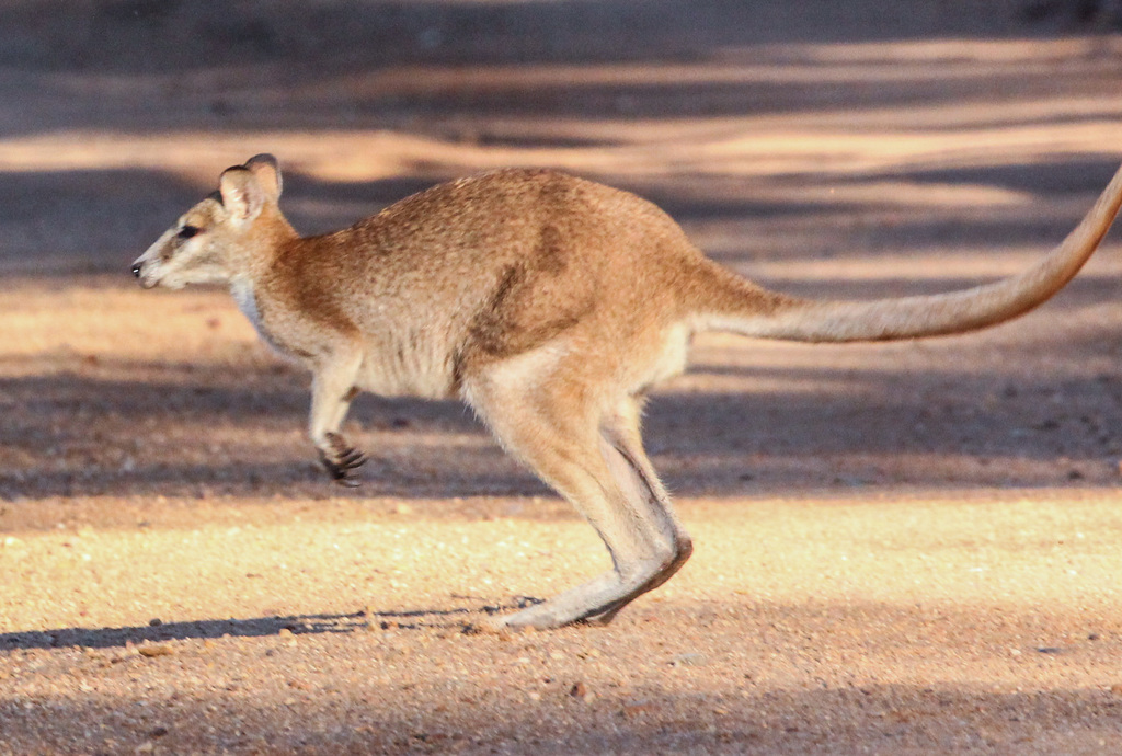 Agile Wallaby (Notamacropus agilis) - Know Your Mammals