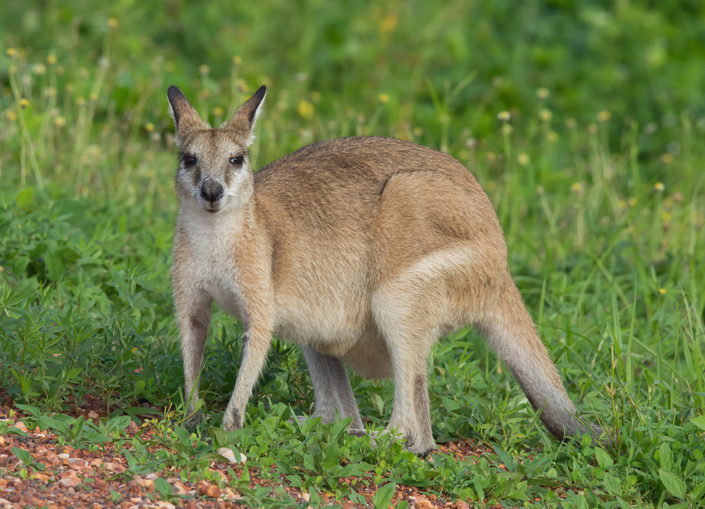 Agile Wallaby (Notamacropus agilis) - Know Your Mammals