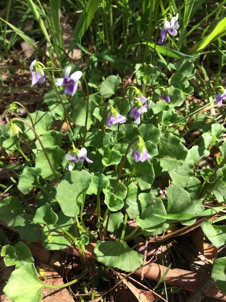 Ivy Leaved Violet from Melbourne VIC, Australia on September 29, 2019 ...