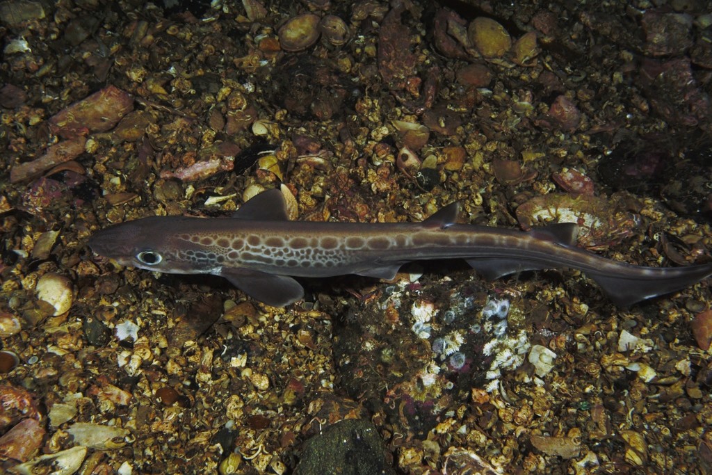 Blackmouth Catshark (Galeus melastomus) - Marine Life Identification