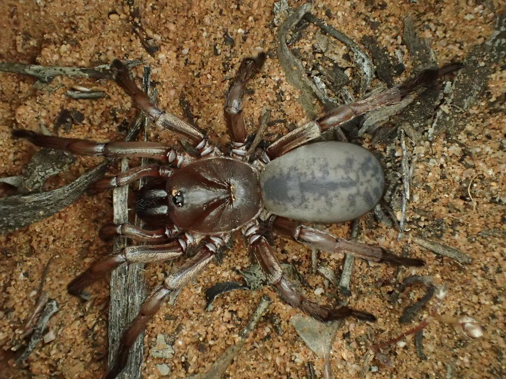 Wishbone Spiders from 30km E by N of Swan Reach, S. AUST on October 15 ...