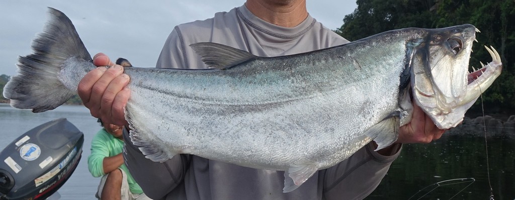 Payara from Upper Takutu-Upper Essequibo, Guyana on November 3, 2015 at ...