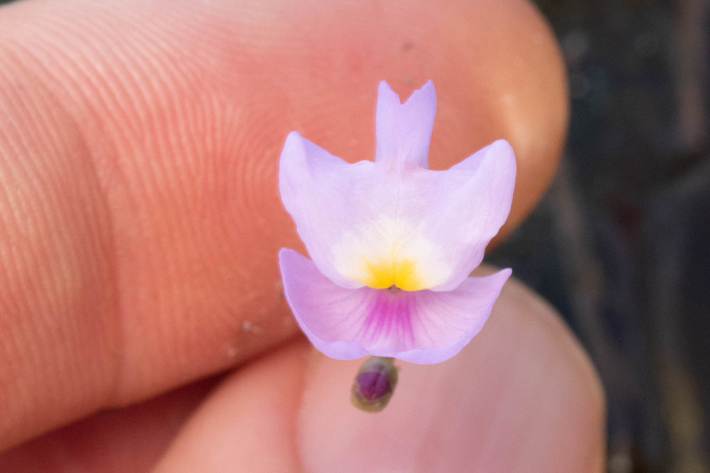 Purple Bladderwort (ADIRONDACK RESEARCH GUIDEBOOK) · iNaturalist