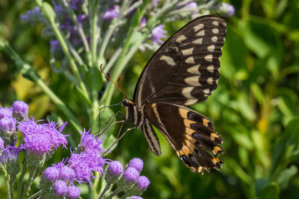Palamedes Swallowtail from 3485 County Rd 426, Geneva, FL 32732, USA on ...