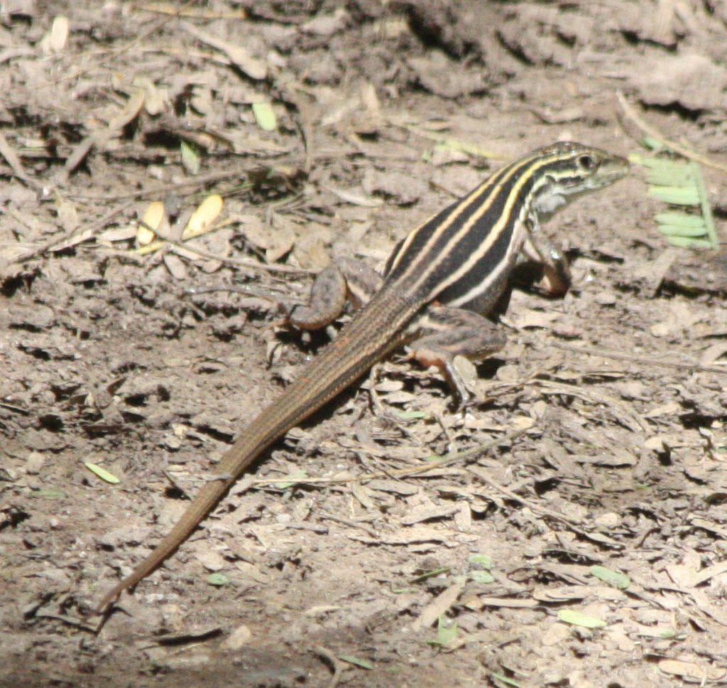 Desert Grassland Whiptail (Lizards of Highlands Center for Natural ...