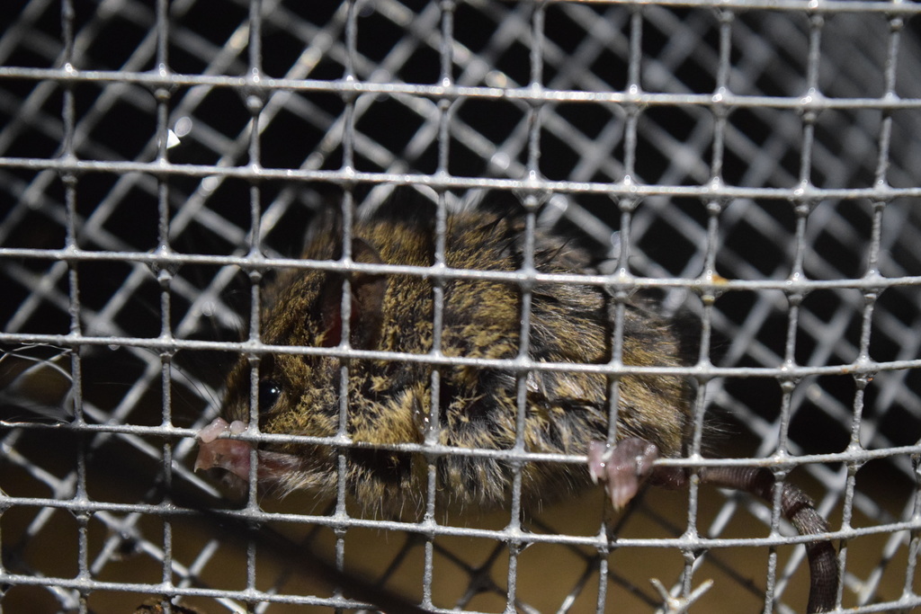House Mouse from Alaotra-Mangoro, Madagascar on June 17, 2016 at 02:16 ...