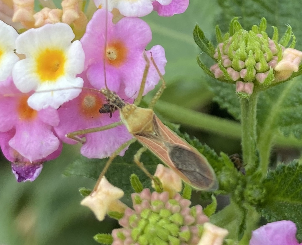 Leafhopper Assassin Bug from N Linden Ave, Rialto, CA, US on October 16 ...