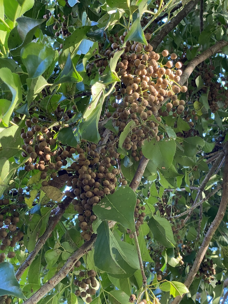 Bishop wood (Bischofia javanica) - Botanical Realm