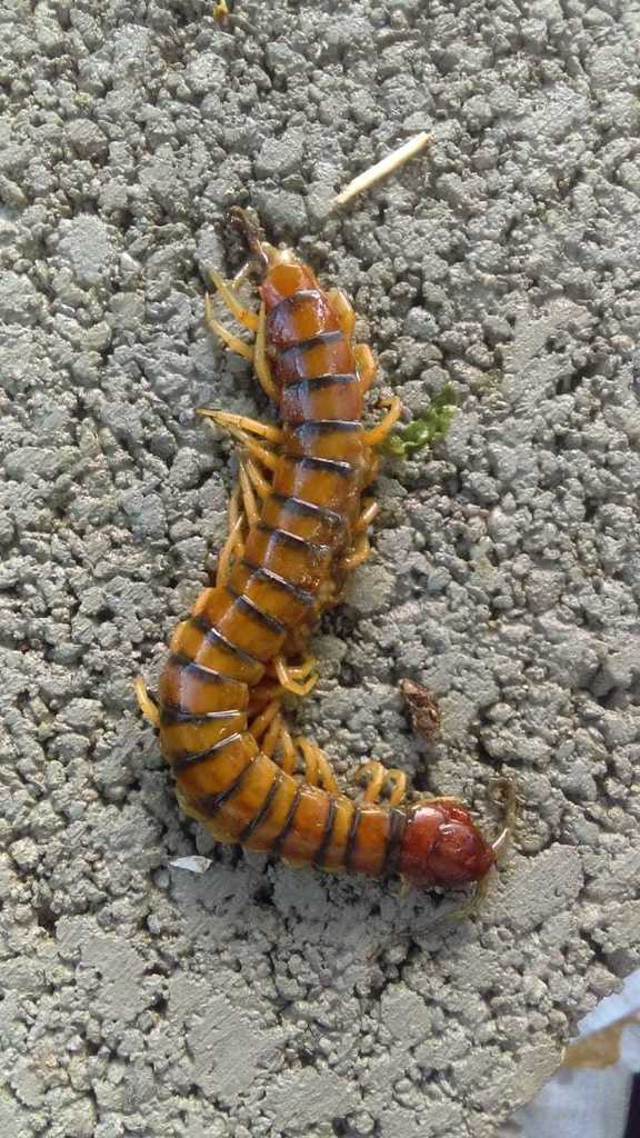 Caribbean Giant Centipede from Sta Rosa, Bonao 42000, República ...