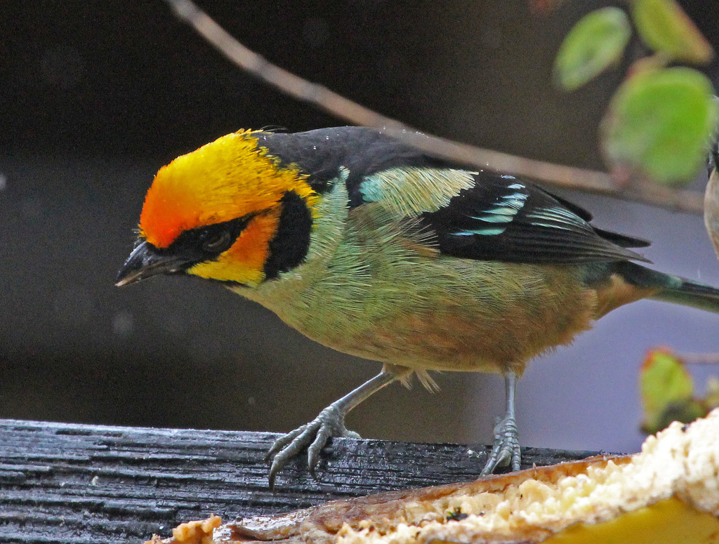 tangara carafuego (Aves de Risaralda) · NaturaLista Colombia