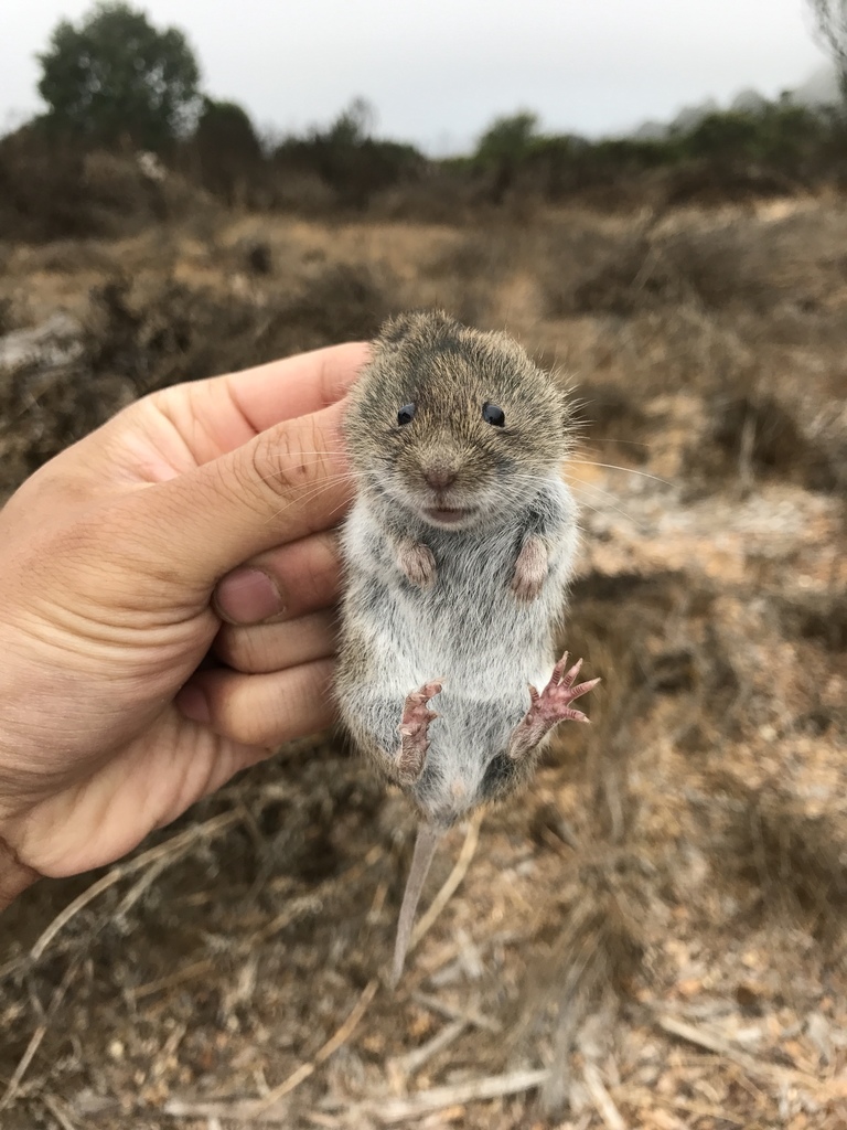 Meadow Voles (Microtus) - Know Your Mammals