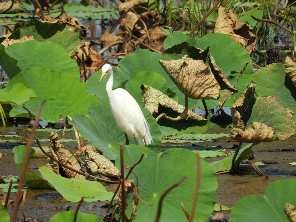 Intermediate Egret from Middle Point NT 0822, Australia on July 4, 2019 ...