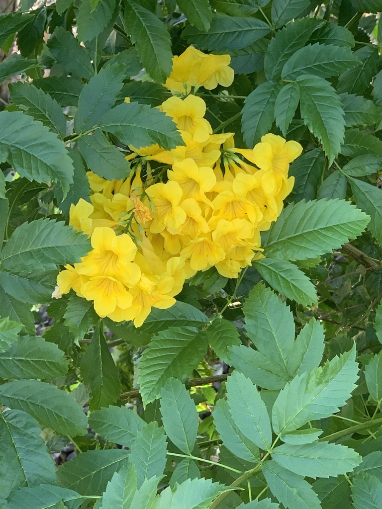 yellow trumpet flower from W Andrea Dr, Peoria, AZ, US on October 13 ...
