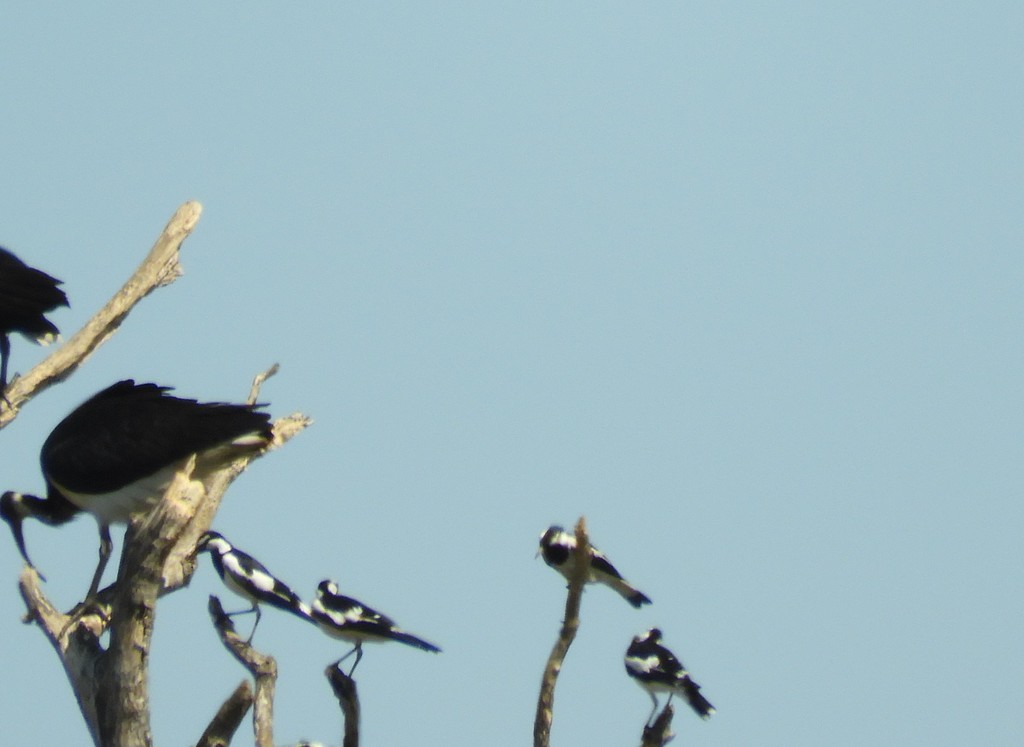 Northern Magpie-lark from Middle Point NT 0822, Australia on July 4 ...