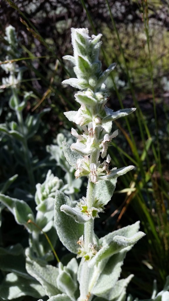 whitestem hedgenettle (Don Castro Reg Park - CA native plants ...