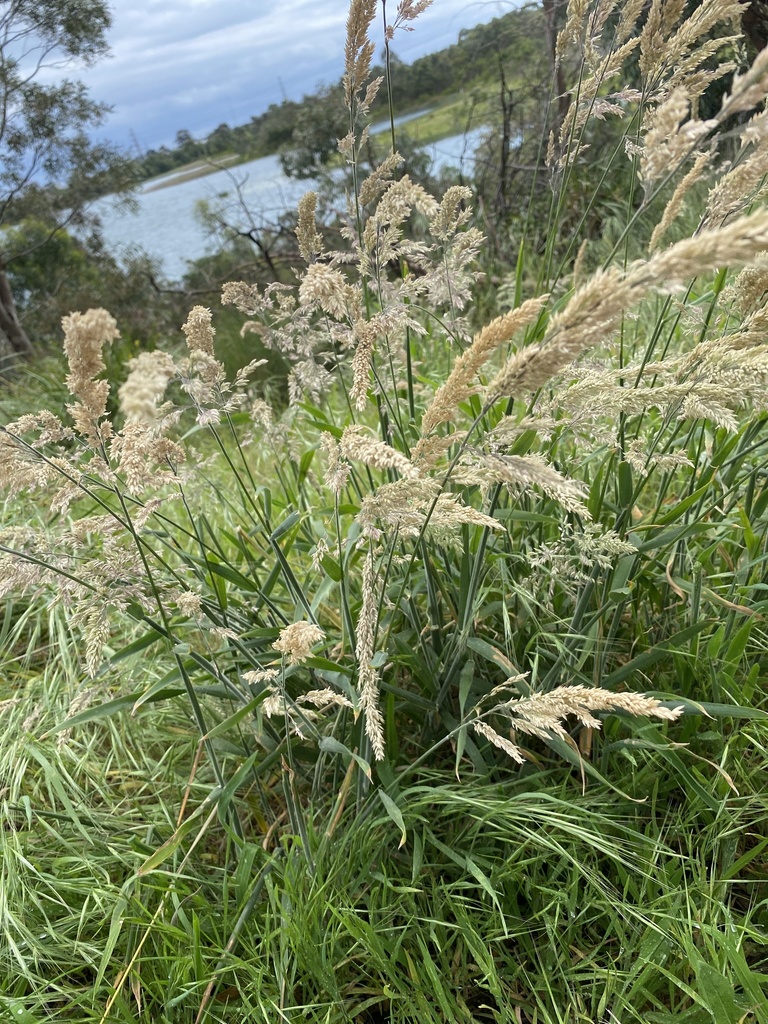 Poeae from Karkarook Park, Heatherton, VIC, AU on October 17, 2020 at ...