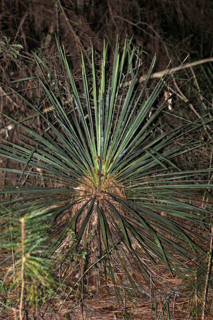 Gulf Coast Yucca (Yucca louisianensis) - Botanical Realm